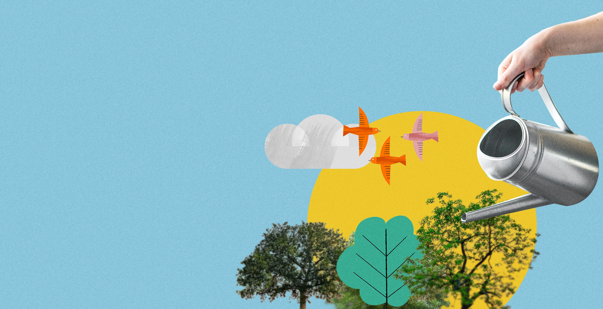 IFCC Standard - The Best Option For Agroforestry Projects? - TerGo